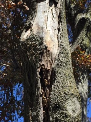 Hypoxylon Canker Treatment in Grapevine, TX - Arbor Care Experts