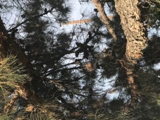 Pine Tip Blight Treatment in Grapevine, TX - Arbor Care Experts
